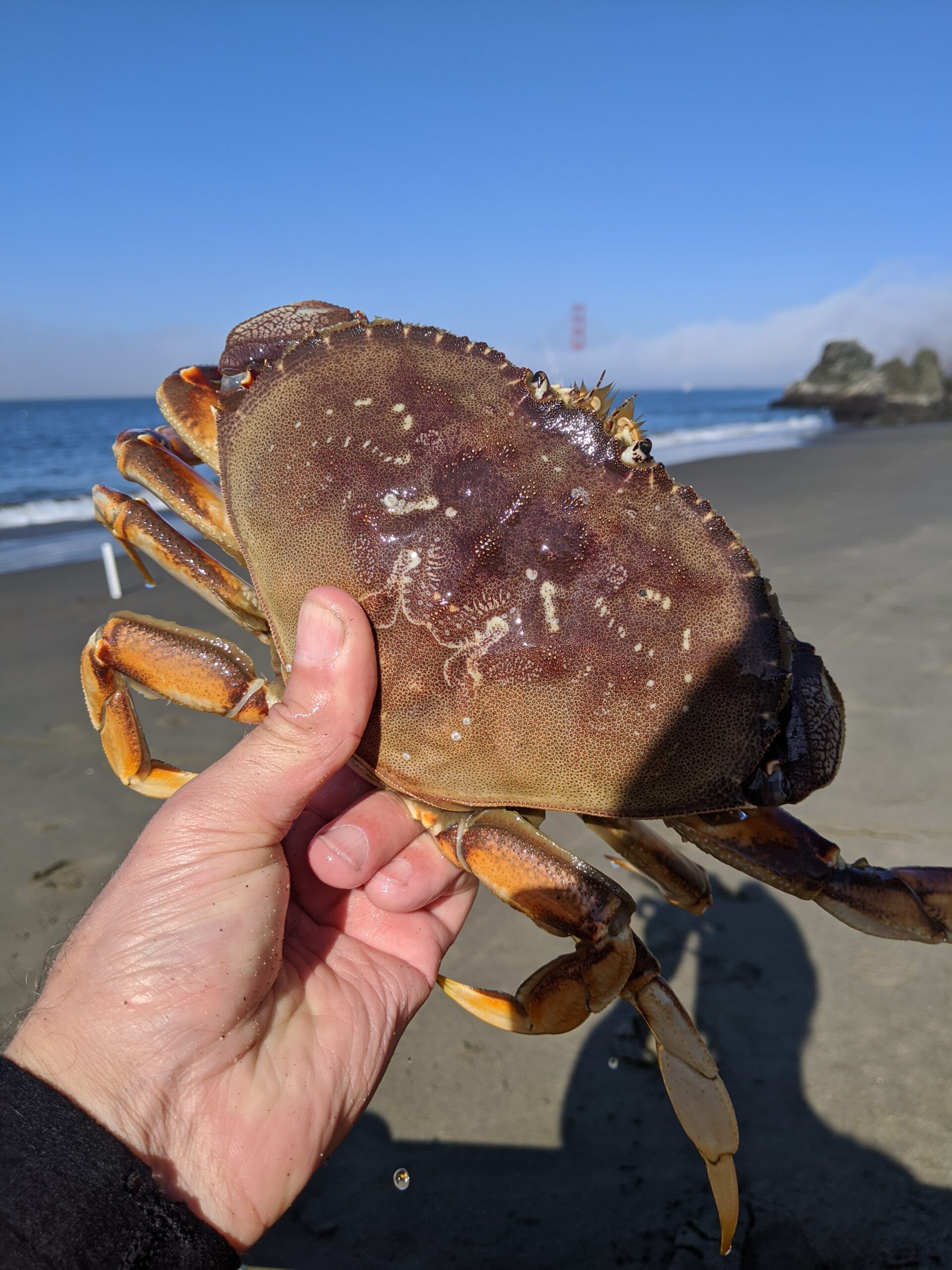 slacktidecrab.com
